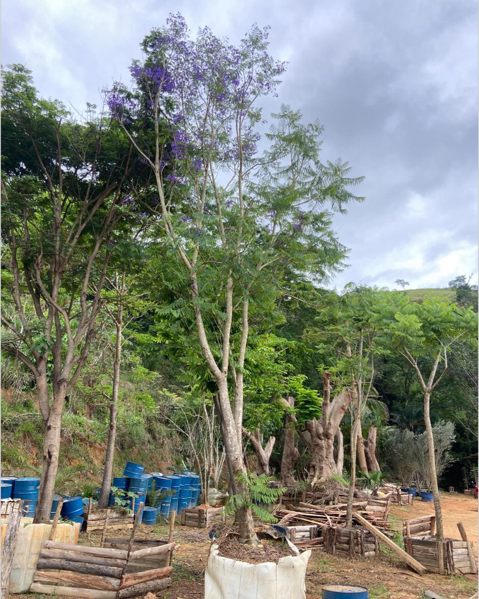 LP1 - Ouro Verde Plantas